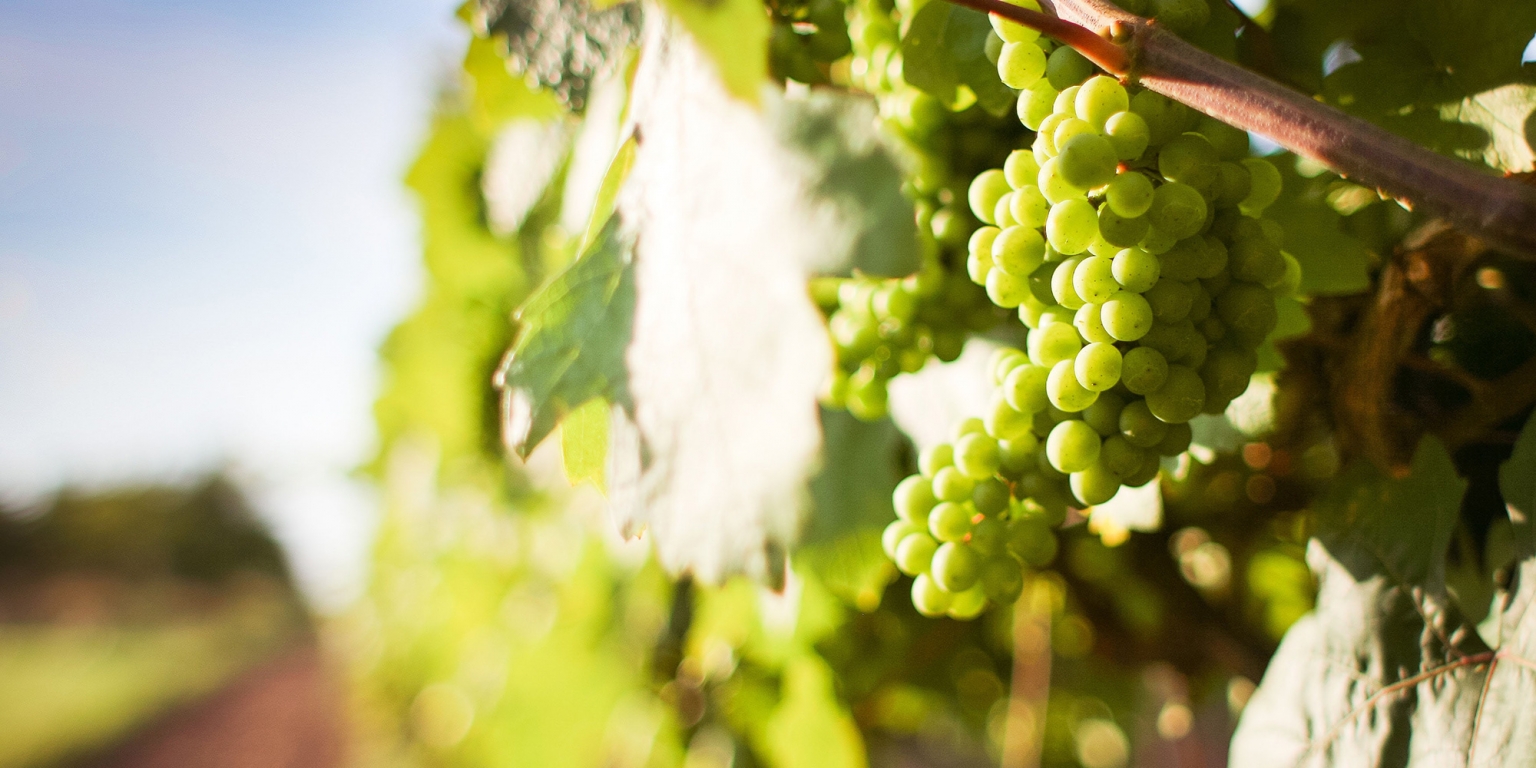 Home - Arché Wines