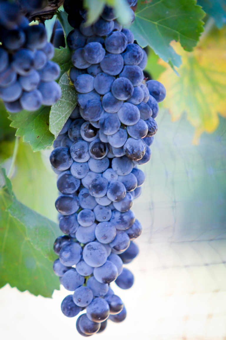 Home - Arché Wines
